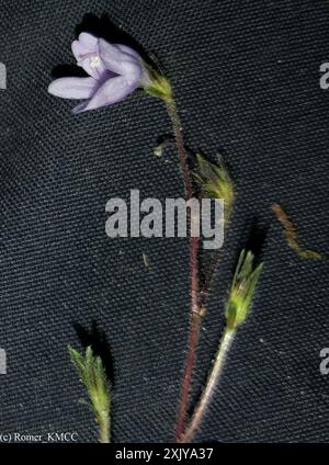 African Primrose (Streptocarpus) Plantae Stock Photo - Alamy