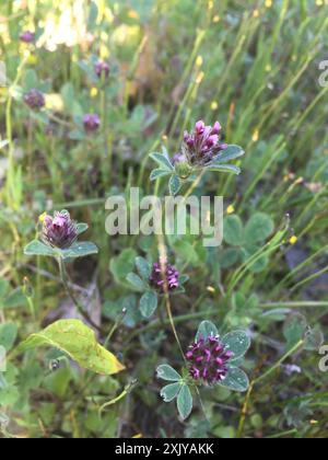 double-head clover (Trifolium macraei) Plantae Stock Photo - Alamy