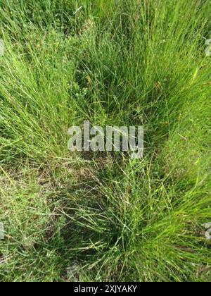 Spiked Sedge (Carex spicata) Plantae Stock Photo - Alamy