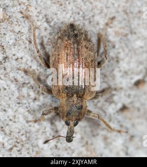 Alfalfa Weevil (Hypera postica) Insecta Stock Photo - Alamy