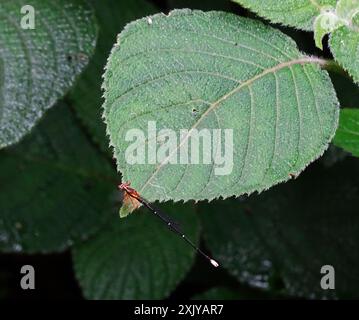 Blue Bush Dart (Copera vittata Stock Photo - Alamy