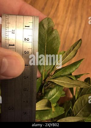 southern bayberry (Morella caroliniensis), Plantae, Florida, US Stock ...