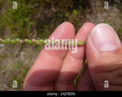 Florida paspalum (Paspalum floridanum) Plantae Stock Photo - Alamy
