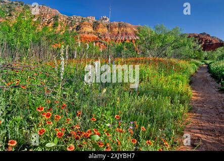 Firewheel Blanketflowers blooming at Lighthouse Trail, Capitol Peak in ...