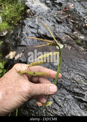 nodding sedge (Carex gynandra) Plantae Stock Photo - Alamy