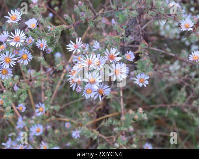 Amethyst Aster (Symphyotrichum × amethystinum) Plantae Stock Photo - Alamy