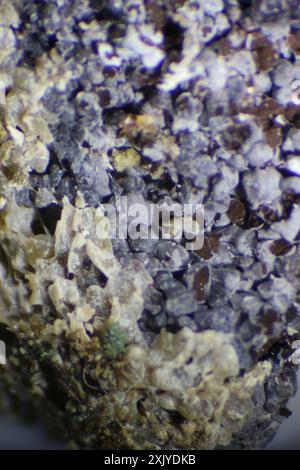 (Fuligo intermedia) Protozoa Stock Photo - Alamy