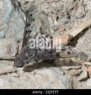 Charcoal Bee Flies (Anthrax) Insecta Stock Photo - Alamy