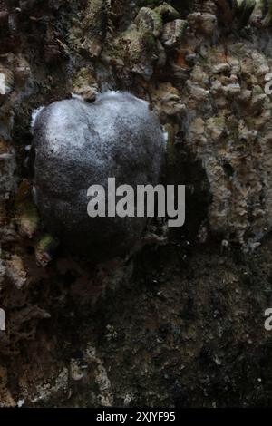 False Puffball (Reticularia lycoperdon), Protozoa, Henry Cowell ...