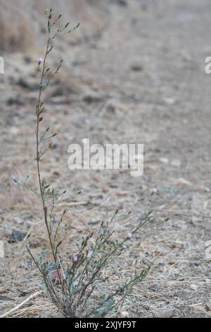 California Aster (Corethrogyne filaginifolia) Plantae Stock Photo - Alamy