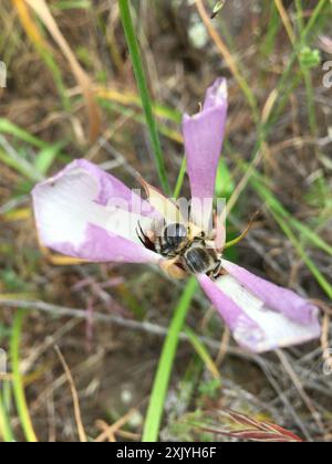 Longhorn Bees (Eucerini) Insecta Stock Photo - Alamy