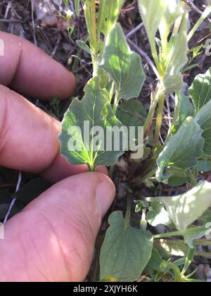 Goosefoot violet (Viola purpurea) Plantae Stock Photo - Alamy