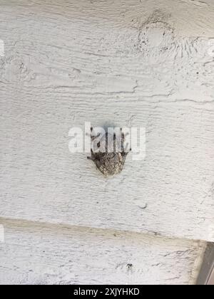 Holarctic Treefrogs (Hyla) Amphibia Stock Photo - Alamy