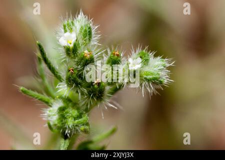 Sand Dune Cryptantha (Cryptantha fendleri) Plantae Stock Photo - Alamy