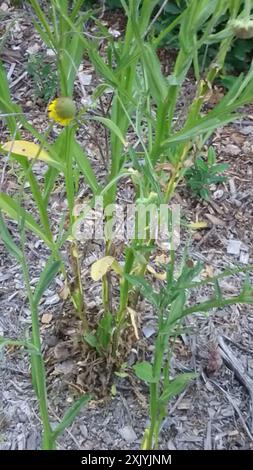 Rosilla (Helenium puberulum) Plantae Stock Photo - Alamy
