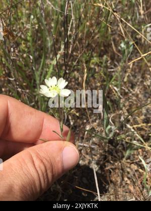 Hayfield Tarweed (Hemizonia congesta), Plantae, Santa Clara, California ...