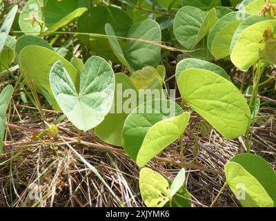 Creeping Bauhinia (Tylosema fassoglense) Plantae Stock Photo - Alamy
