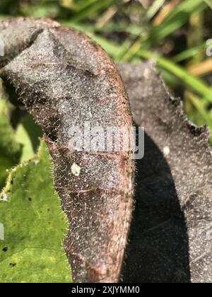 prairie dock (Silphium terebinthinaceum) Plantae Stock Photo - Alamy