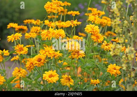 Heliopsis in the sun. Heliopsis flower up close during a sunny summer ...