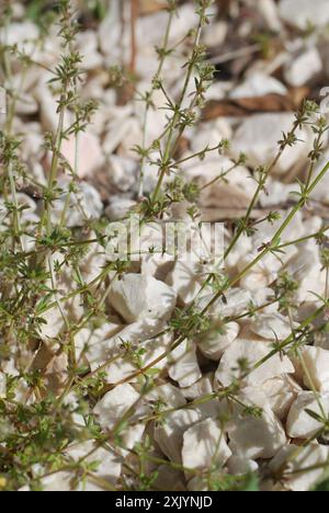 tiny bedstraw (Galium murale) Plantae Stock Photo - Alamy