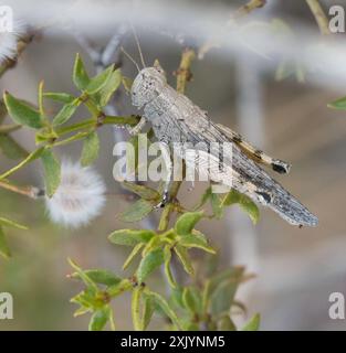 Desert Clicker Grasshopper (Ligurotettix coquilletti) Insecta Stock ...