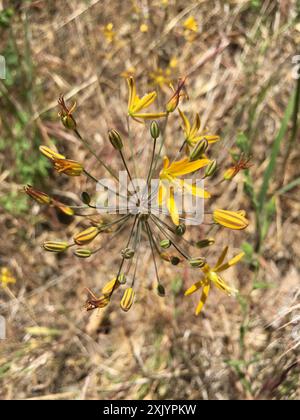 goldenstar (Bloomeria crocea) Plantae Stock Photo - Alamy