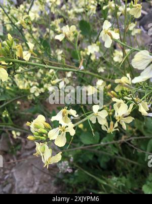 Jointed Charlock (Raphanus raphanistrum) Plantae Stock Photo - Alamy