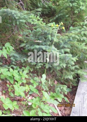 rough hawkweed (Hieracium scabrum) Plantae Stock Photo - Alamy
