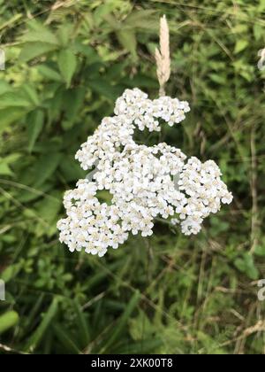 Northern Yarrow (Achillea millefolium borealis) Plantae Stock Photo - Alamy