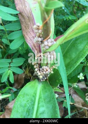 Five Angled Dodder (Cuscuta pentagona) Plantae Stock Photo - Alamy