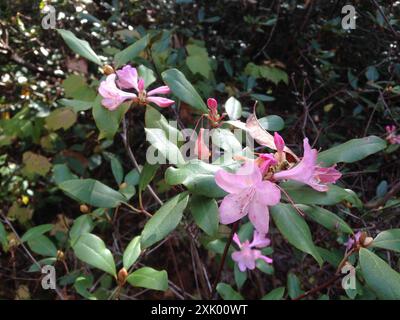 gorge rhododendron (Rhododendron minus) Plantae Stock Photo - Alamy