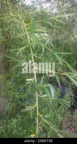 true willows (Salix) Plantae Stock Photo - Alamy