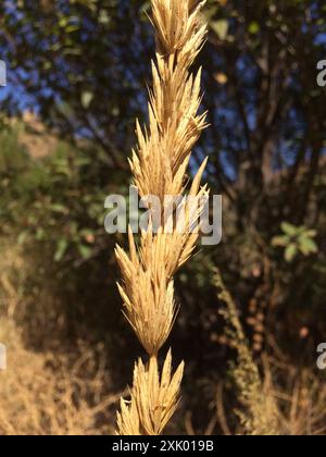 giant wild rye (Leymus condensatus) Plantae Stock Photo - Alamy