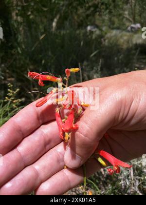 Bridges' penstemon (Penstemon rostriflorus) Plantae Stock Photo - Alamy