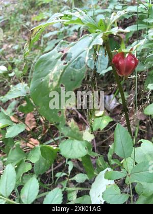 nodding trillium (Trillium cernuum) Plantae Stock Photo - Alamy