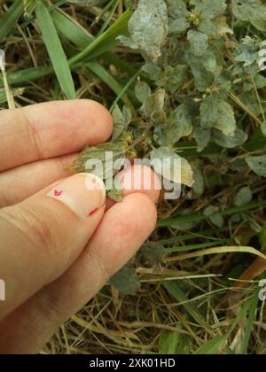 pellitories (Parietaria) Plantae Stock Photo - Alamy