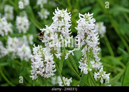 Stachys officinalis, betony, ‘white lightening’ in flower Stock Photo ...