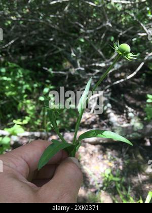 Rosilla (Helenium puberulum) Plantae Stock Photo - Alamy
