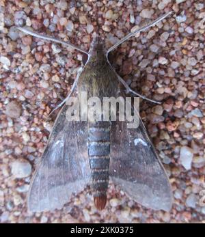 Comma Nephele (Nephele comma) Insecta Stock Photo - Alamy