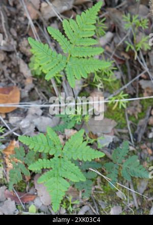 goldback fern (Pentagramma triangularis) Plantae Stock Photo - Alamy