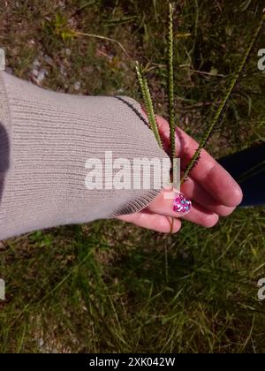 Paspalum (Paspalum) Plantae Stock Photo - Alamy