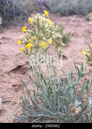 Brenda's Yellow Cryptantha (Oreocarya flava) Plantae Stock Photo - Alamy