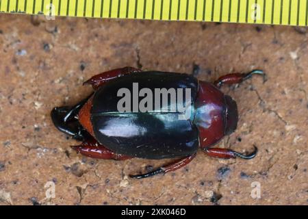 Black Nail Beetle (Repsimus manicatus) Insecta Stock Photo - Alamy