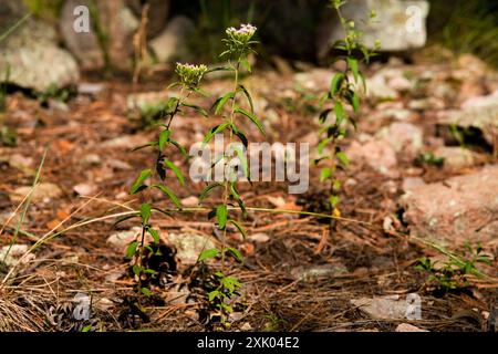 Sawtooth Candyleaf (Stevia serrata) Plantae Stock Photo - Alamy