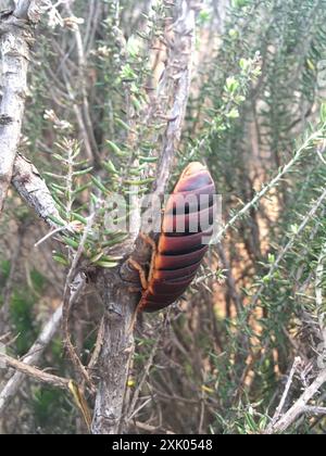 Cape Mountain Cockroach (Aptera fusca) Insecta Stock Photo - Alamy