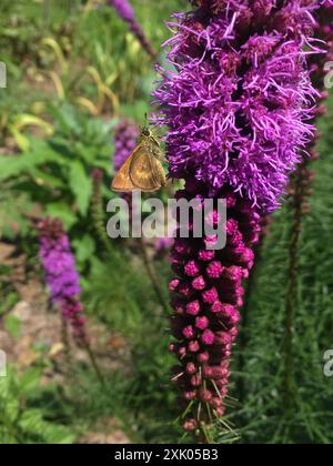 Northern Broken-Dash (Polites egeremet) Insecta Stock Photo - Alamy