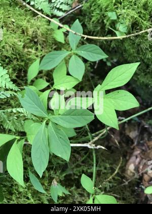 Running Strawberry-bush (Euonymus obovatus) Plantae Stock Photo - Alamy