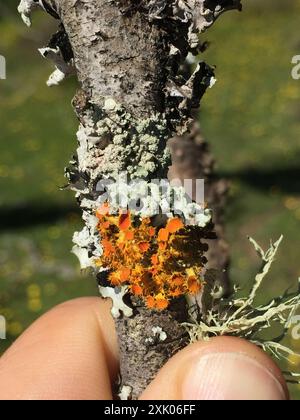 Golden-eye Lichen (Teloschistes chrysophthalmus) Fungi Stock Photo - Alamy