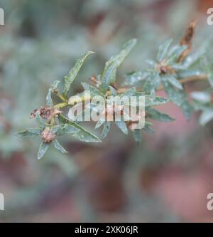 berry saltbush (Atriplex semibaccata) Plantae Stock Photo - Alamy