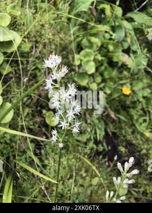 Sticky False Asphodel (Triantha glutinosa) Plantae Stock Photo - Alamy